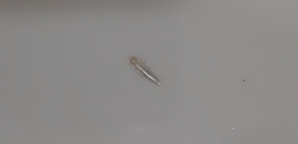 Ctenolepisma calvum from Sa'adat Abad, District 2, Tehran, Tehran ...