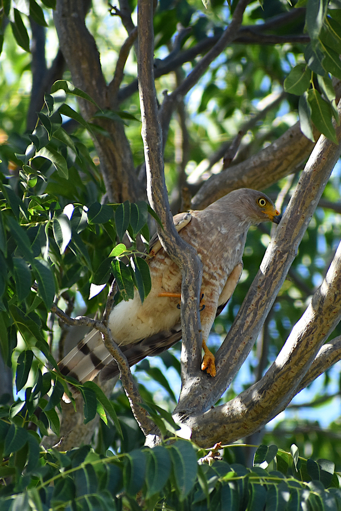 Roadside Hawk from Chuburná de Hidalgo, 97205 Mérida, Yuc., México on ...