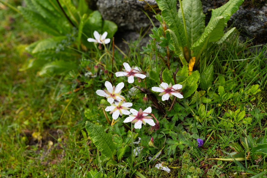 Geranium refractum from 尼泊爾昆瓊WPRC+576郵區編號: 56000 on July 25, 2023 at 05 ...