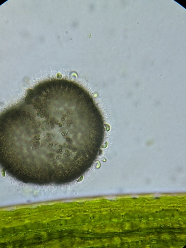 Characiopsis curvata · iNaturalist