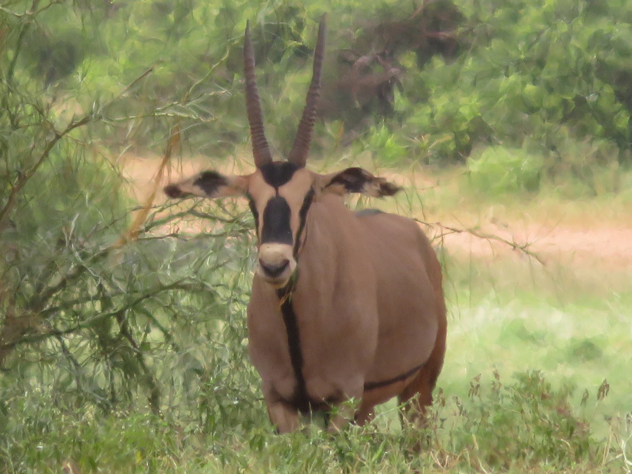 Fringe Eared Oryx