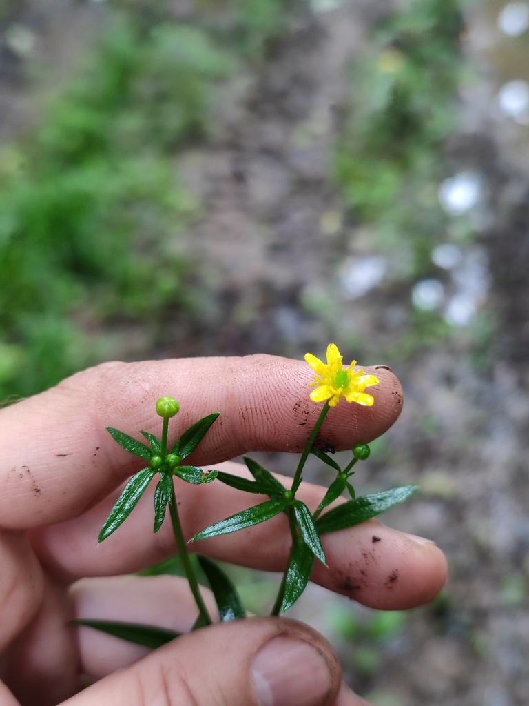 Ranunculus tachiroi from Грязная - Ананьевка, Хасанский р-н, Приморский ...