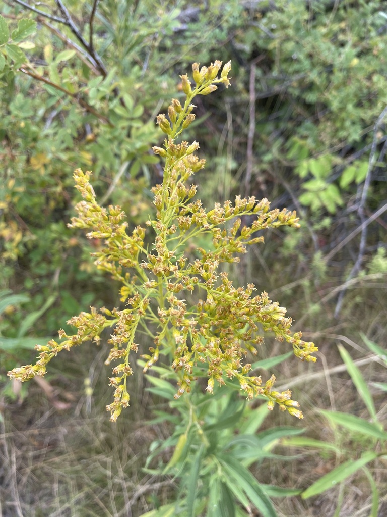 Elegant Goldenrod from Penticton, BC, CA on August 9, 2023 at 10:02 AM ...