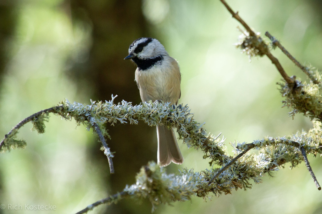 Mountain Chickadee from Jeff Davis County, TX, USA on September 11 ...