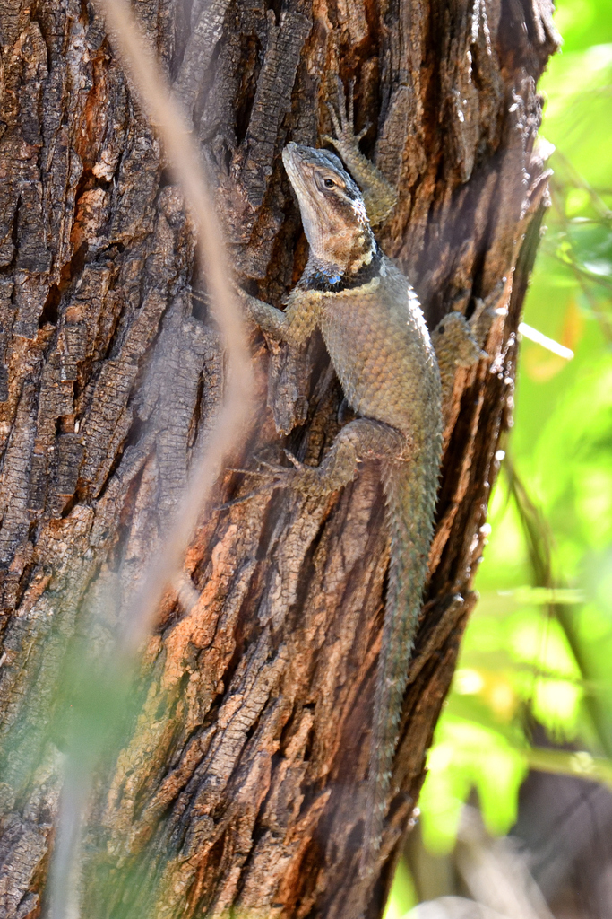 Blue Spiny Lizard from Bustamante, N.L., México on August 9, 2023 at 10 ...