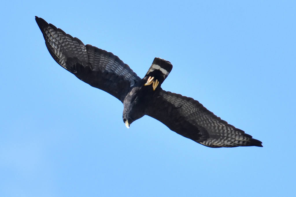 Zone-tailed Hawk from 65150 Bustamante, N.L., México on August 9, 2023 ...