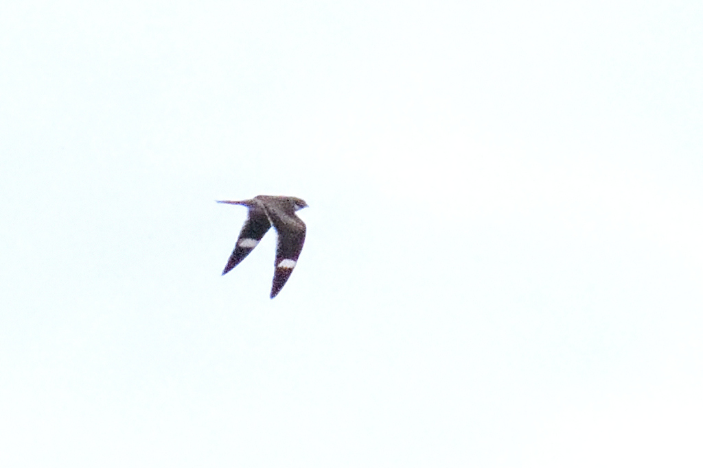 Common Nighthawk from 65150 Bustamante, N.L., México on August 9, 2023 ...