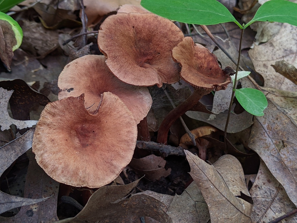 Curry Milkcap from Metamora-Hadley Recreation Area on August 9, 2023 at ...