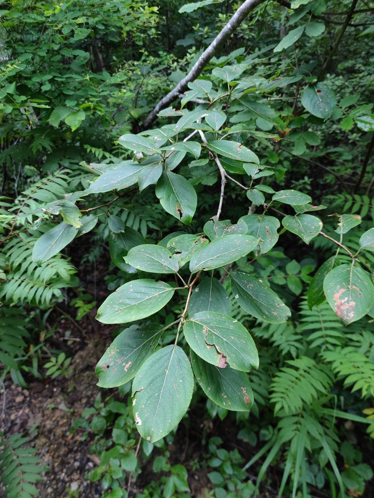 Japanese Balsam Poplar (Populus maximowiczii) - Botanical Realm