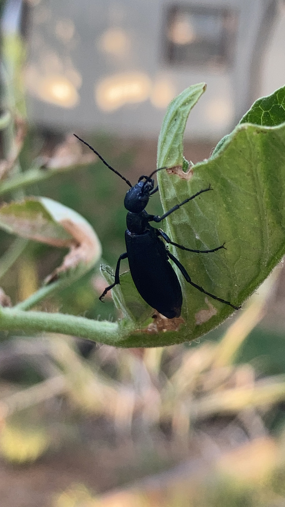 Epicauta cinerea-group from 16th St, Bridgeport, TX, US on August 9 ...