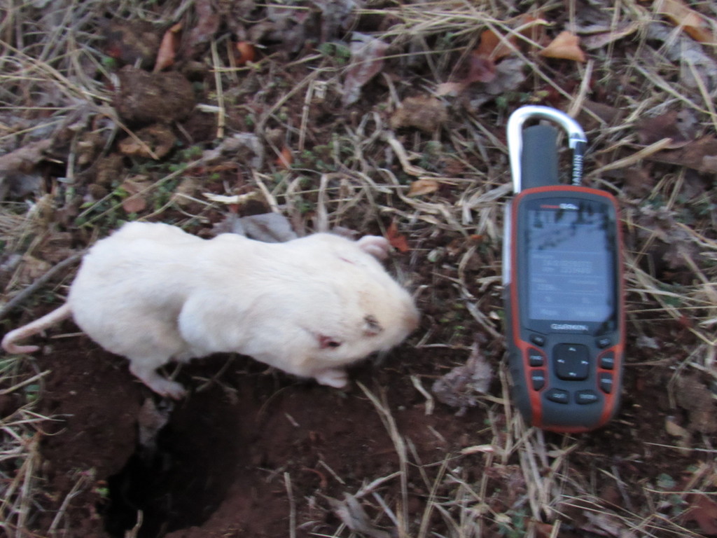 Southern Pocket Gopher from Cerro de los Amoles, Moroleón. Gto. on ...
