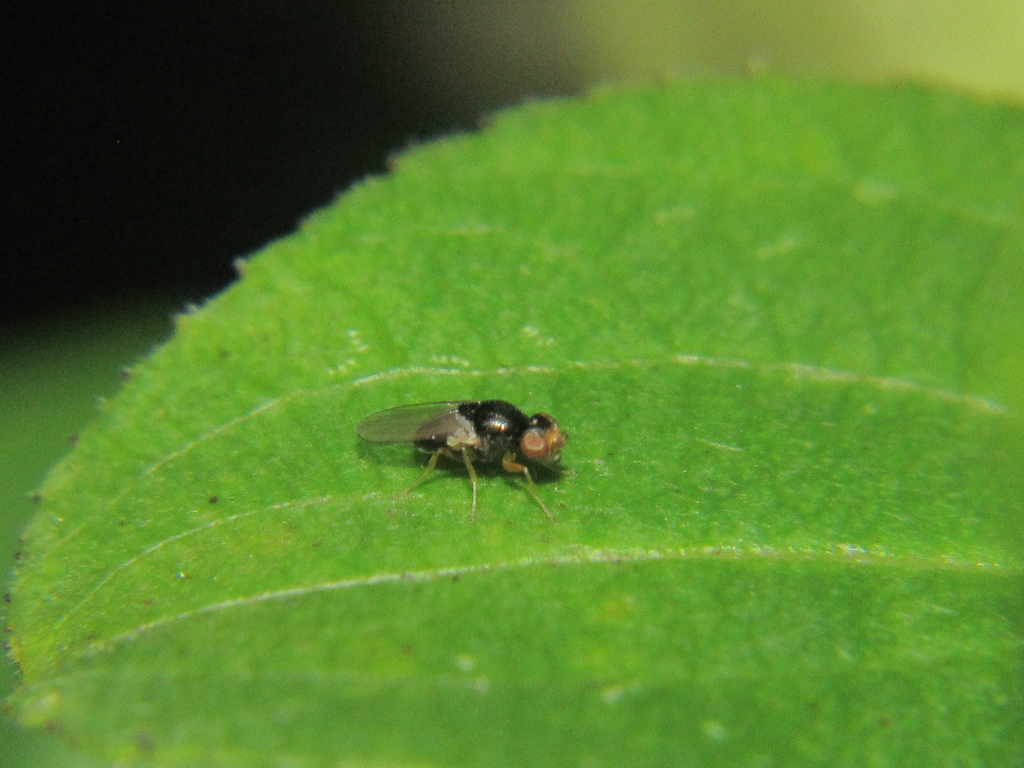 Acalyptrate Flies From 49601 Eight Mile Rd Northville MI 48167 On