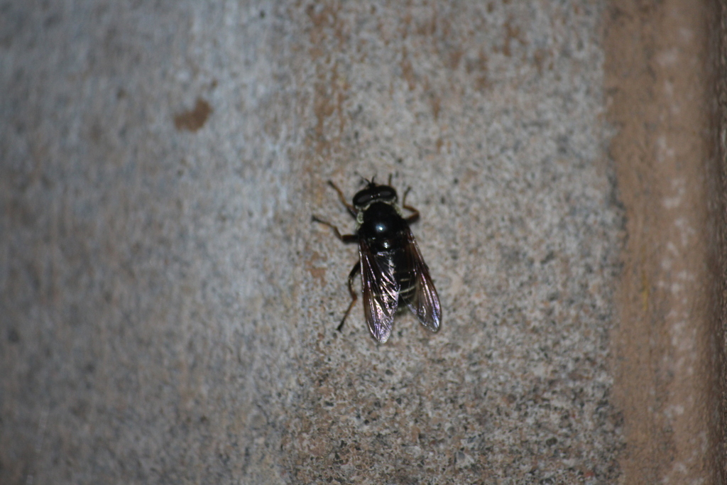 Narrow-banded Pond Fly from Thunder Bay, ON, Canada on August 9, 2023 ...