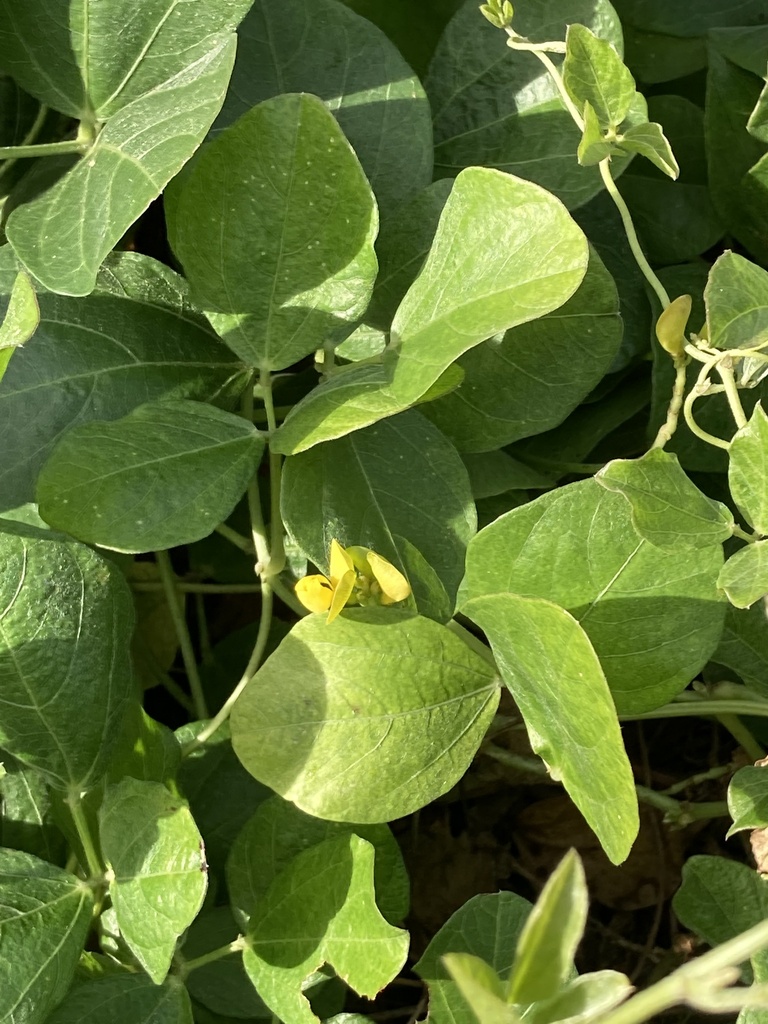 beach pea from Marine Pde, Coolangatta, QLD, AU on August 7, 2023 at 03 ...