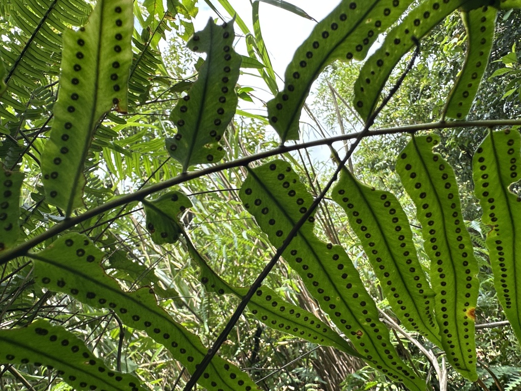 Broad Sword Fern from New Taipei, TW-NT-TP, TW on August 10, 2023 at 10 ...