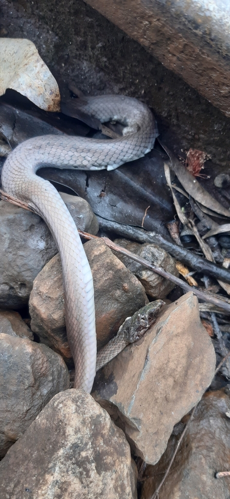 Snakes from Alaotra-Mangoro, MG-TM, MG on July 2, 2023 at 11:23 AM by davide berton · iNaturalist