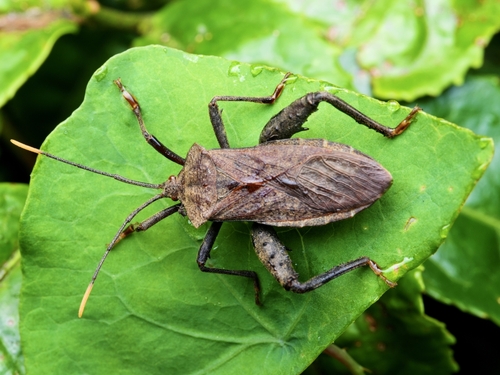 Ochrochira granulipes · iNaturalist Mexico