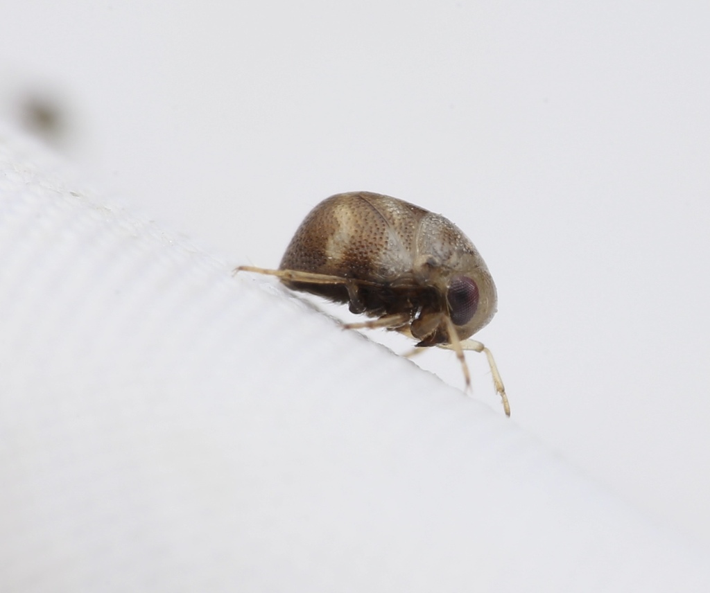 Paraplea from Singapore on April 27, 2022 at 04:24 PM by Joshua Wong ...