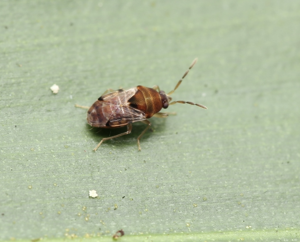 Botocudo from Singapore on May 16, 2022 at 04:11 PM by Joshua Wong ...