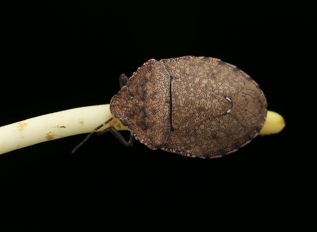 Hippotiscus from Singapore on May 18, 2022 at 02:50 PM by Joshua Wong ...