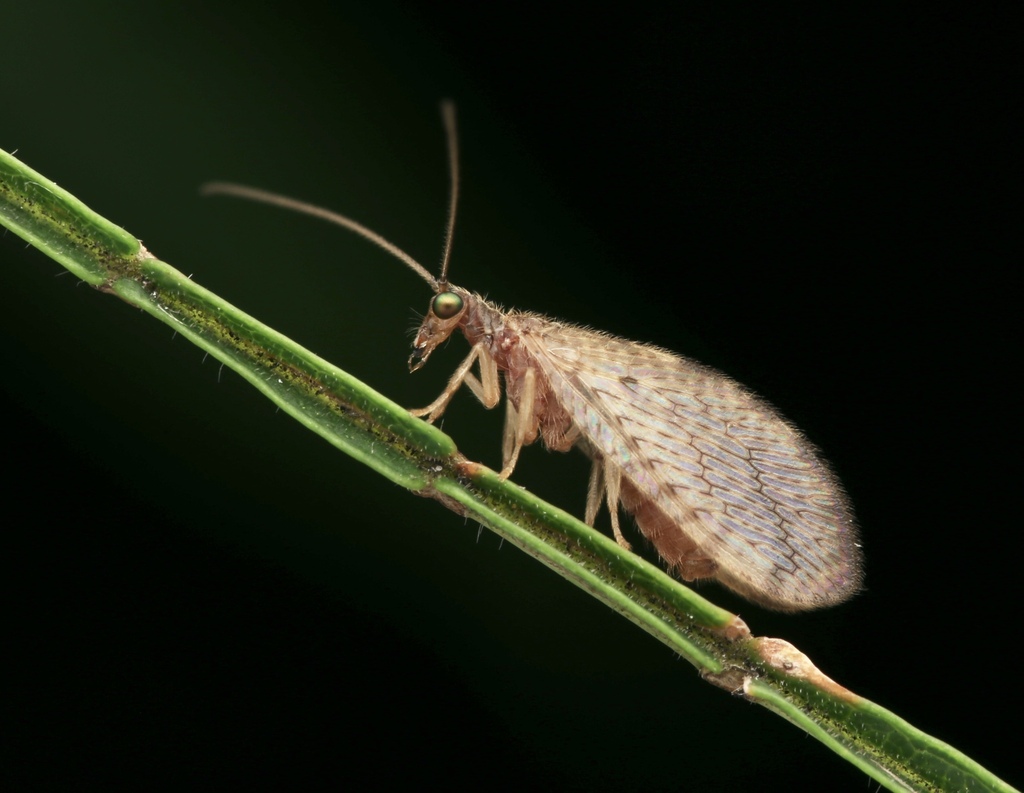 Micromus from Singapore on May 19, 2022 at 05:15 PM by Joshua Wong ...