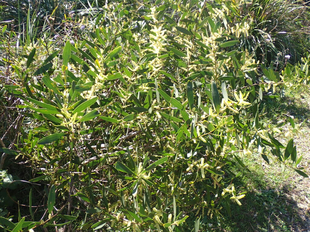 coastal wattle from Bare Bluff, New South Wales, Australia on August 10 ...
