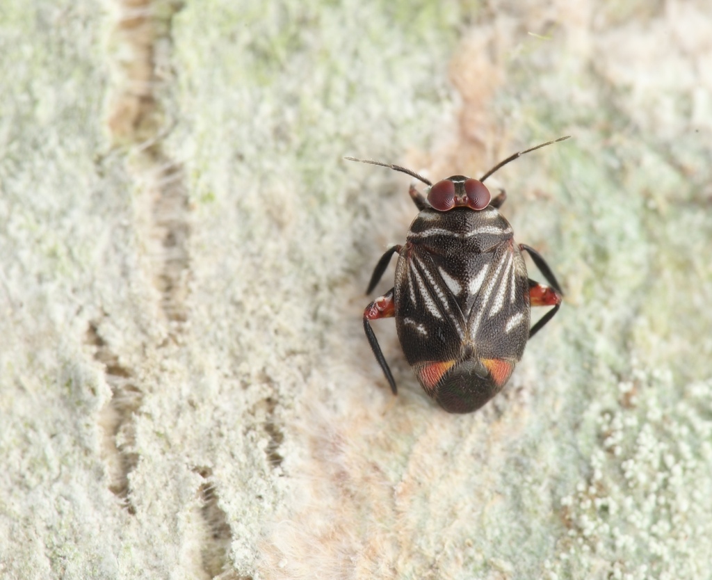 Jumping Tree Bugs from Singapore on May 30, 2022 at 03:55 PM by Joshua ...