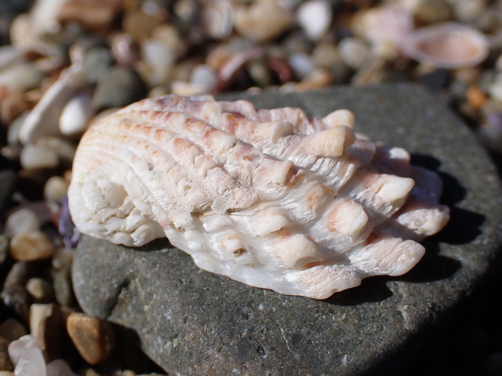 Large-ribbed Cardita from Bare Bluff, New South Wales, Australia on ...
