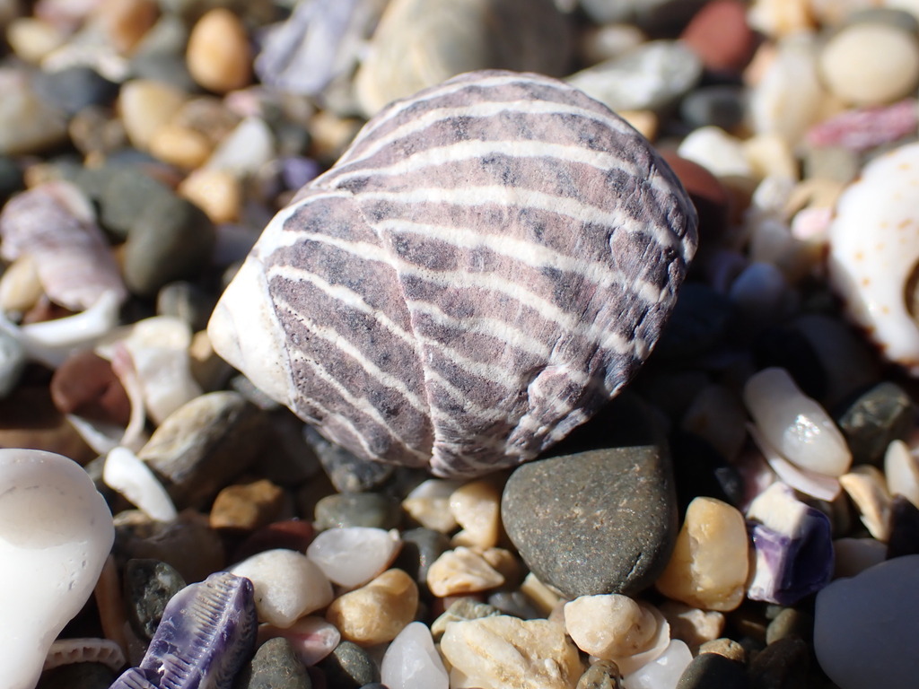 Zebra Top Snail from Bare Bluff, New South Wales, Australia on August ...