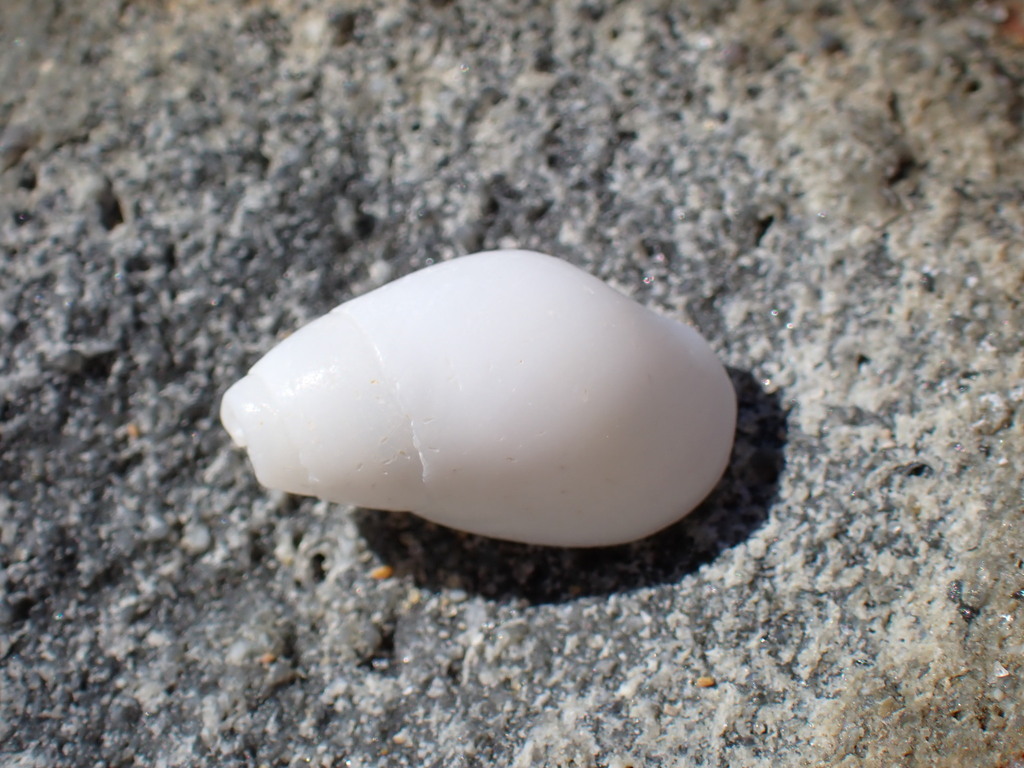 yellow-coated clusterwink from Bare Bluff, New South Wales, Australia ...