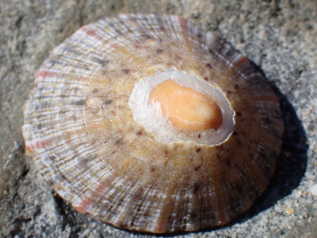 Variegated limpet from Bare Bluff, New South Wales, Australia on August ...