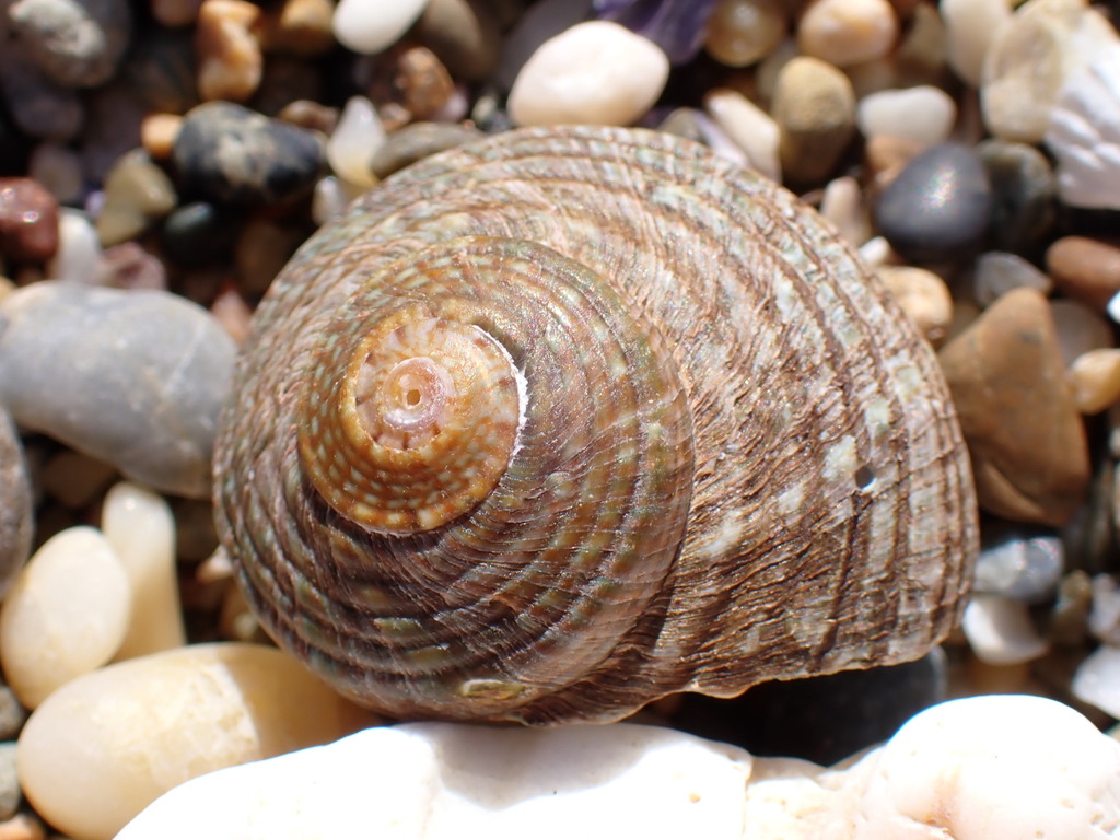 Common Warrener from Bare Bluff, New South Wales, Australia on August ...