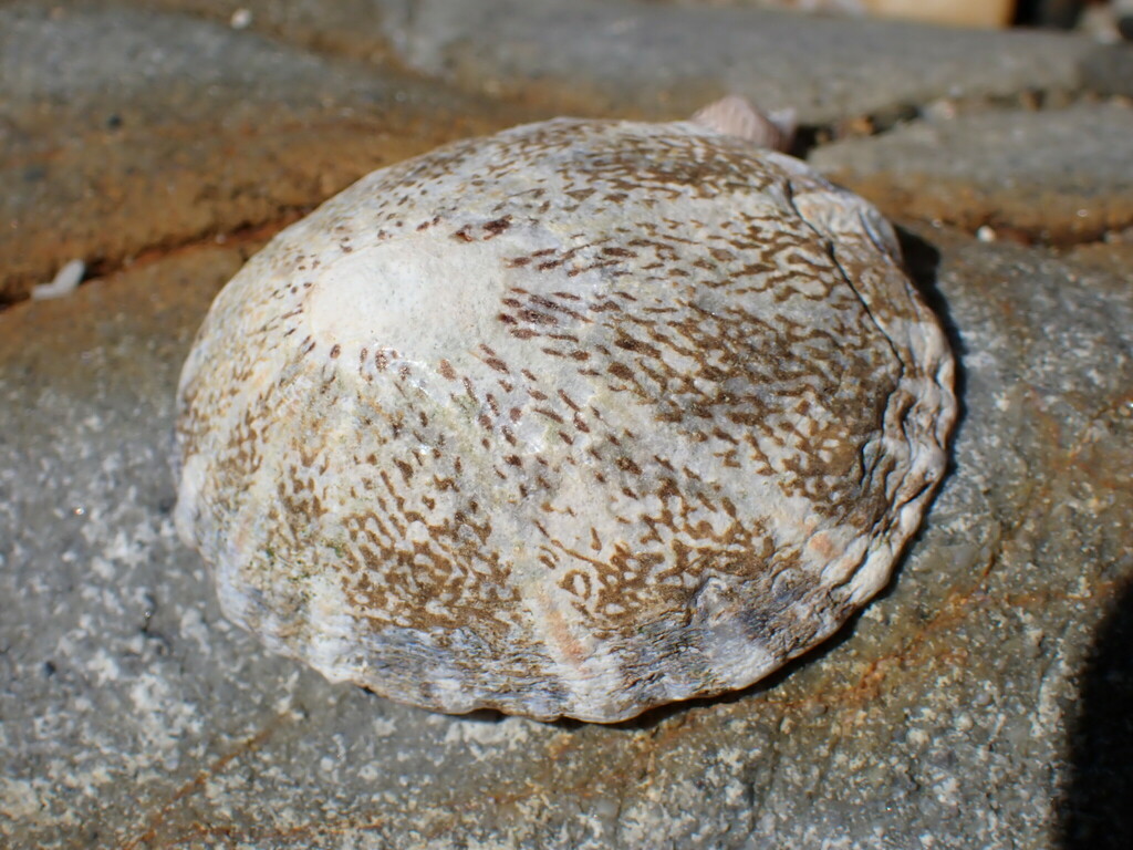 Variegated limpet from Bare Bluff, New South Wales, Australia on August ...