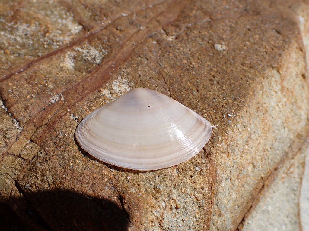 Reddish Trough Shell from Bare Bluff, New South Wales, Australia on ...