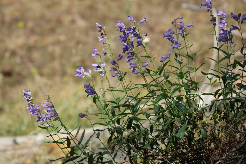 Venus Penstemon from Wallowa County, OR, USA on July 21, 2023 at 01:26 ...