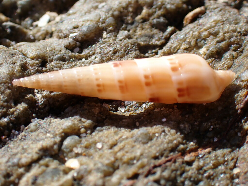 Terebra lauretanae from Bare Bluff, New South Wales, Australia on ...