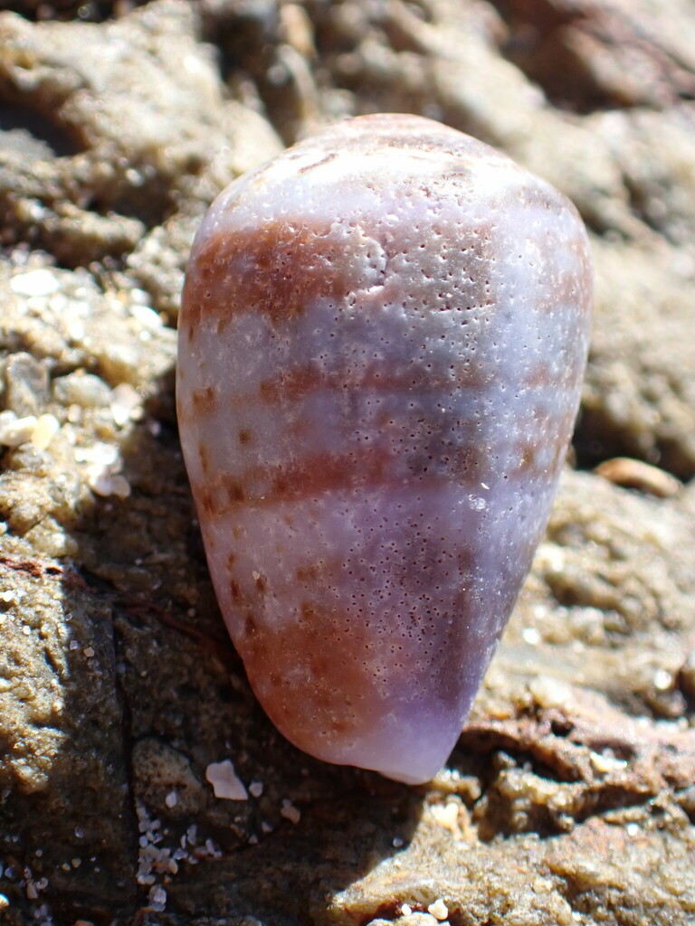 Black-end Cone from Bare Bluff, New South Wales, Australia on August 10 ...