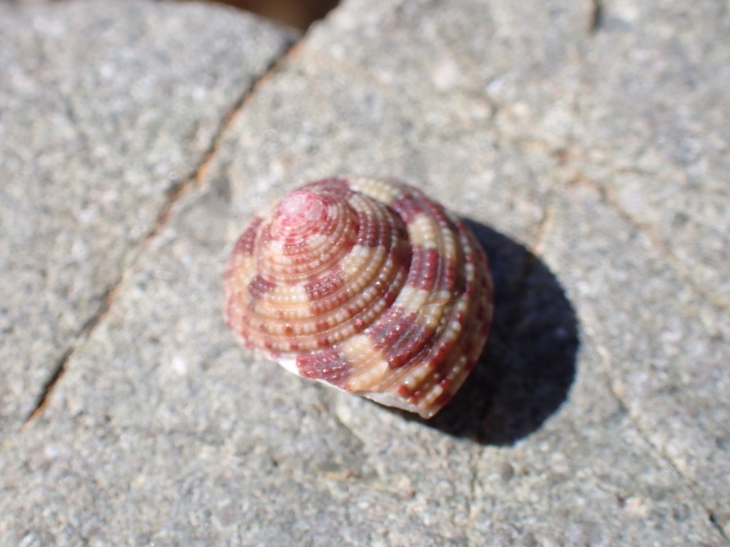 Clanculus clangulus from Bare Bluff, New South Wales, Australia on ...