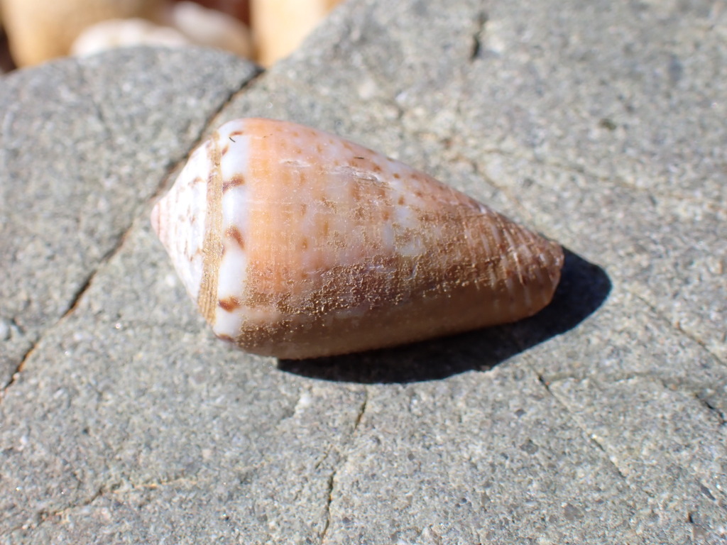 Black-end Cone from Bare Bluff, New South Wales, Australia on August 10 ...