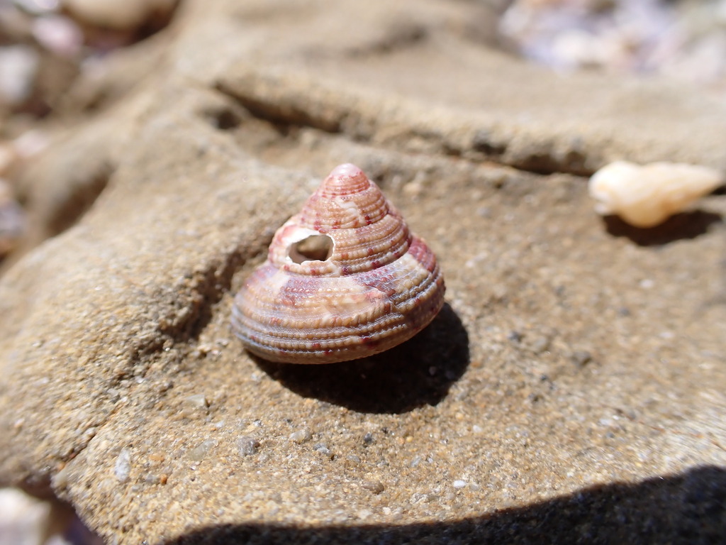 Clanculus clangulus from Bare Bluff, New South Wales, Australia on ...