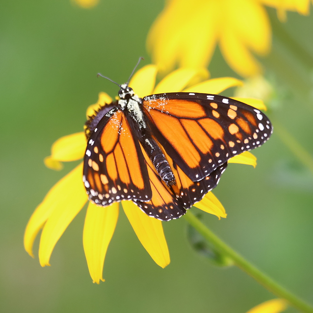 Monarch from Hope, BC, Canada on August 8, 2023 at 11:21 AM by Scott ...
