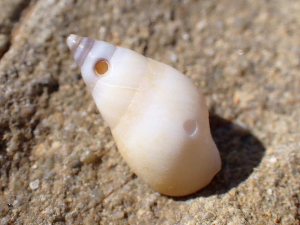 yellow-coated clusterwink from Bare Bluff, New South Wales, Australia ...