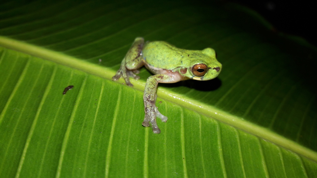Isla Bonita Tree Frog in January 2018 by Roger A. Morales-Flores ...