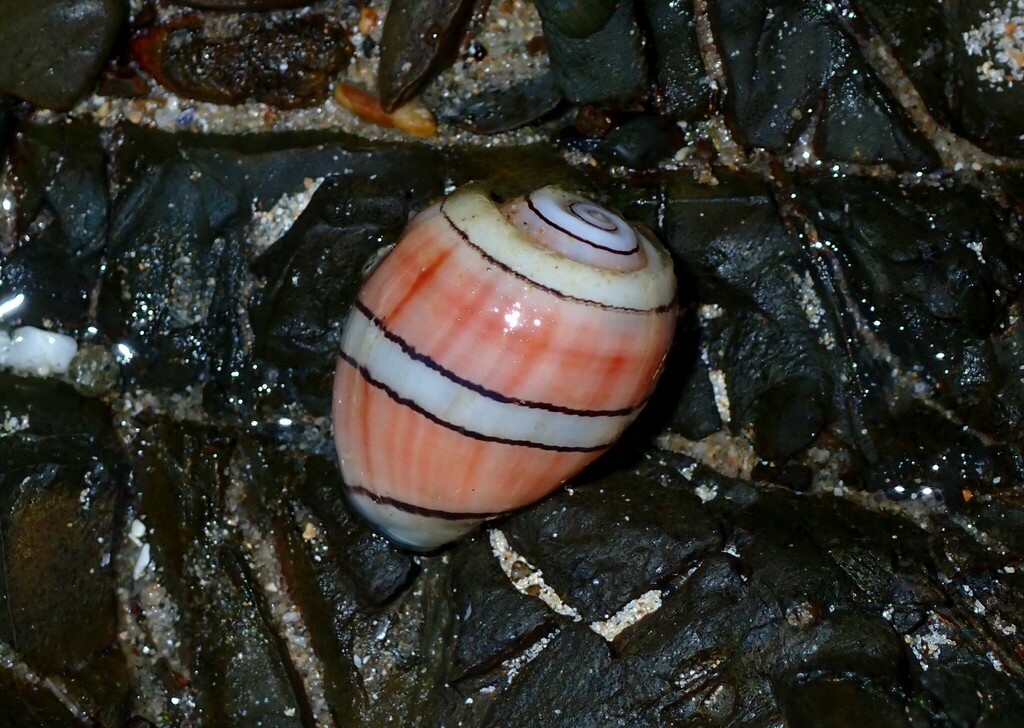 Pink Bubble Snail from Woolgoolga NSW 2456, Australia on August 10 ...