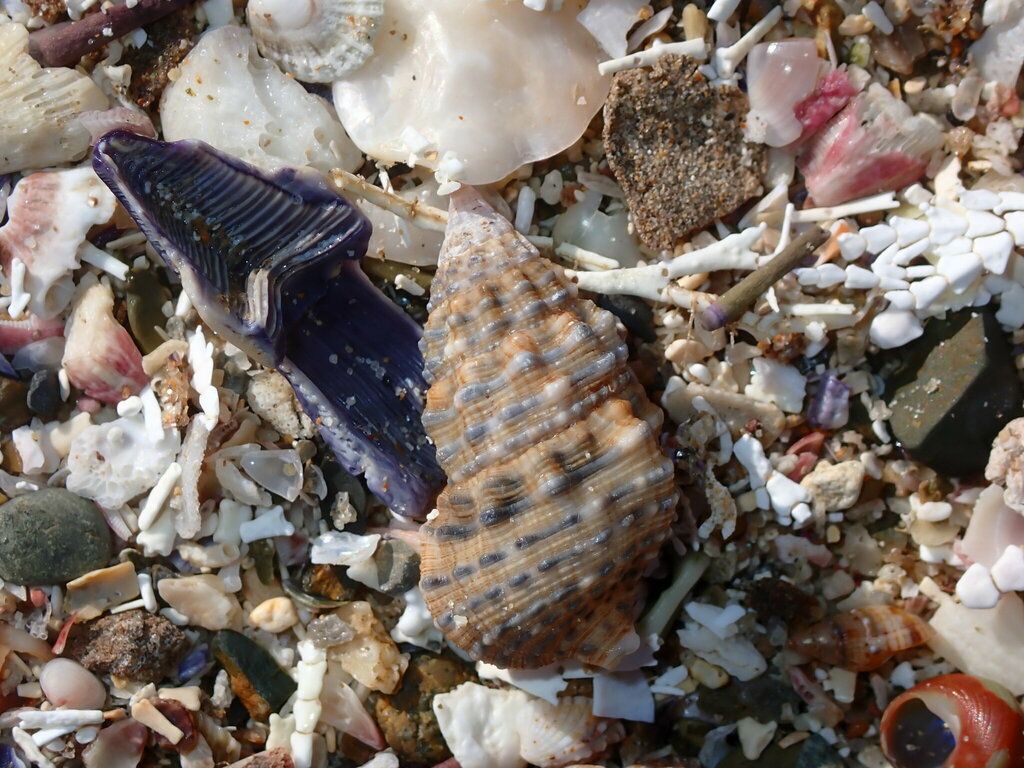 Clypeomorus petrosa from Mullaway Headland NSW 2456, Australia on ...