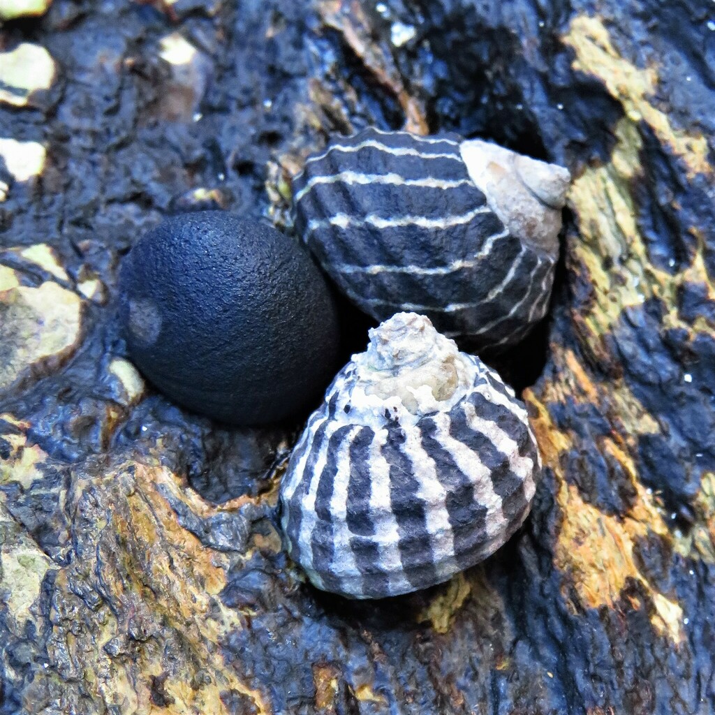 Zebra Top Snail from Narooma NSW 2546, Australia on August 9, 2023 at ...