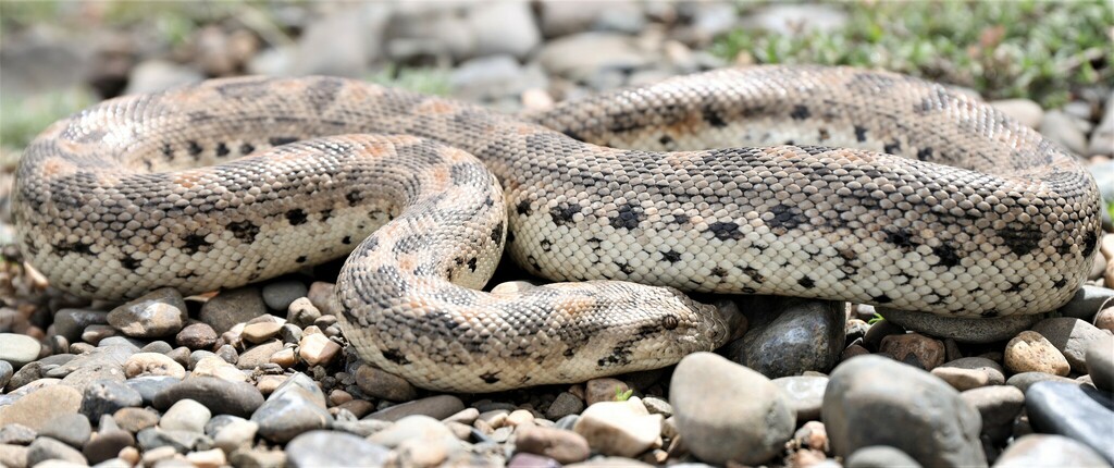 Desert Sand Boa from Bayan-O'ndor, Mongolia on August 10, 2023 at 04:11 ...