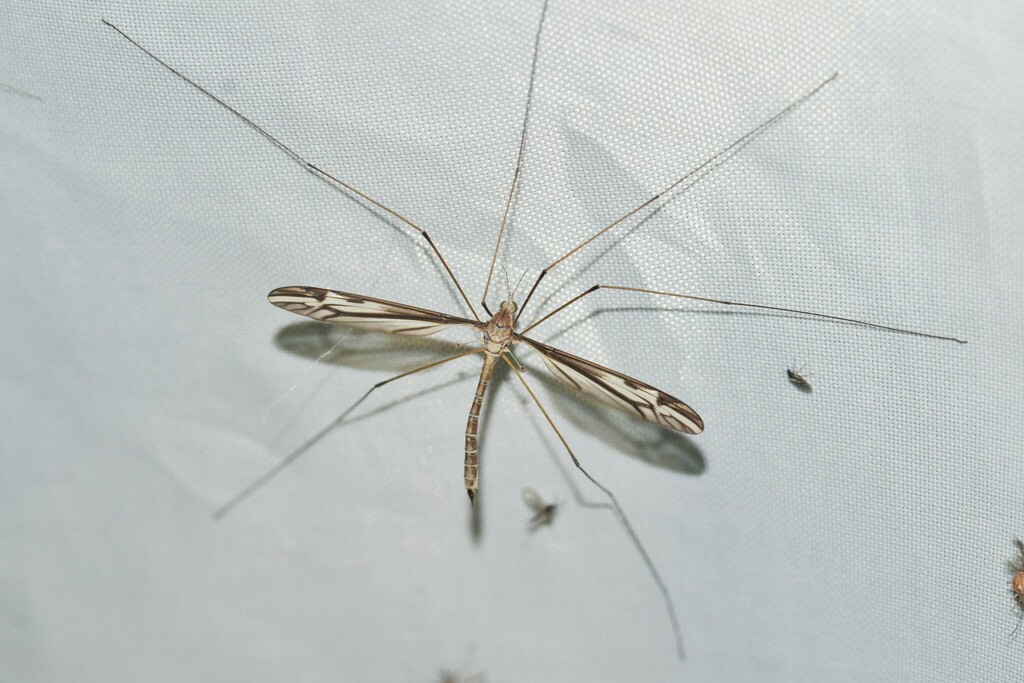 Tipula furca from Downsview Park, Toronto, ON, Canada on August 9, 2023 ...