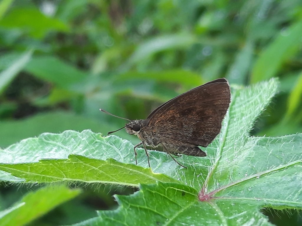 Forest Hopper from Lam Tsuen, Hong Kong on August 4, 2023 at 07:09 AM ...
