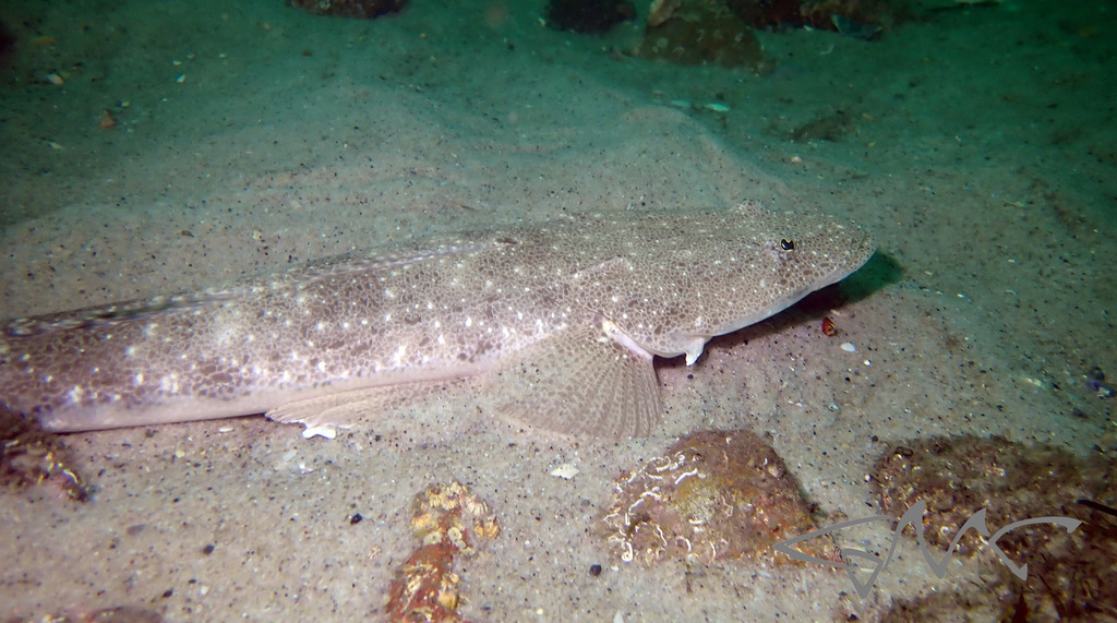 Dusky Flathead from Swansea Bridge on August 7, 2023 at 03:21 PM by ...